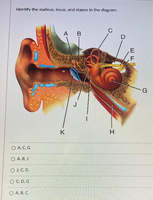 [Solved]: Identify the malleus, incus, and stapes in the di