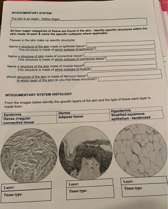 Solved INTEGUMENTARY SYSTEM The skin is an organ. Define | Chegg.com