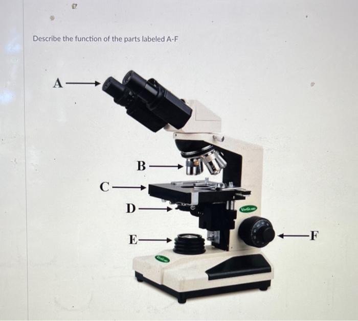 Solved Describe the function of the parts labeled A-F | Chegg.com
