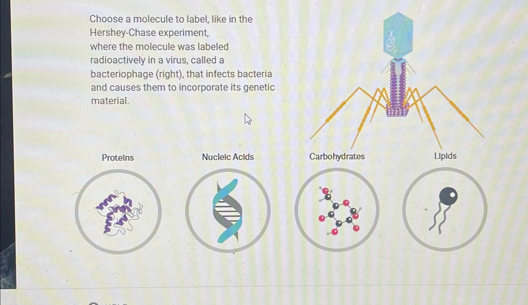 Solved Choose a molecule to label, like in the Hershey-Chase | Chegg.com