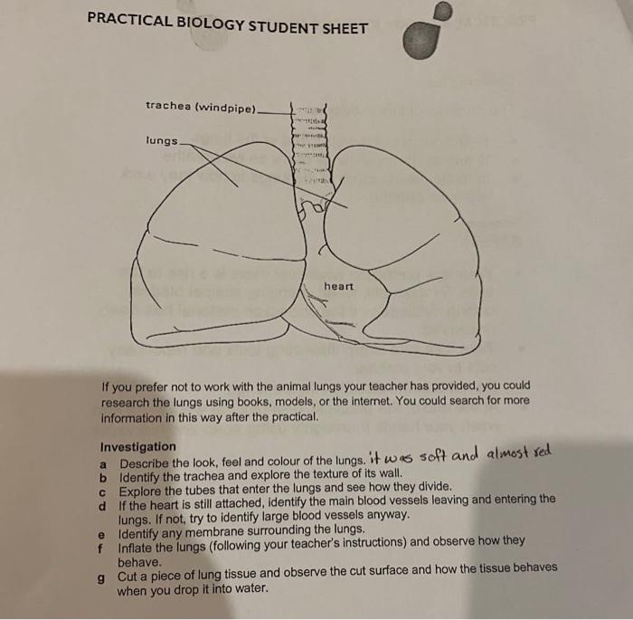 Solved If you prefer not to work with the animal lungs your | Chegg.com