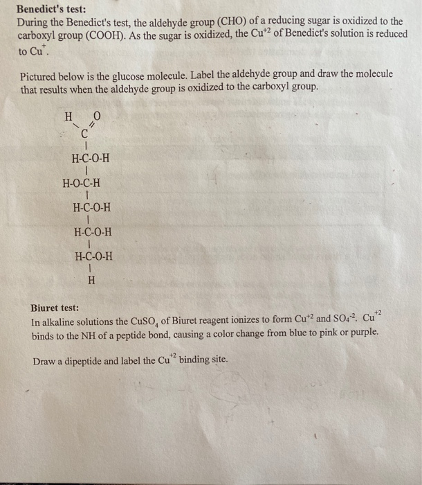 Solved Benedict's test: During the Benedict's test, the | Chegg.com