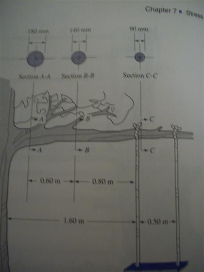 Branch of tree has approximate dimensions shown | Chegg.com
