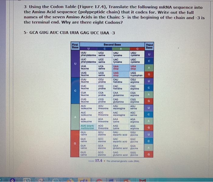 Solved 3 Using the Codon Table (Figure 17.4), Translate the | Chegg.com