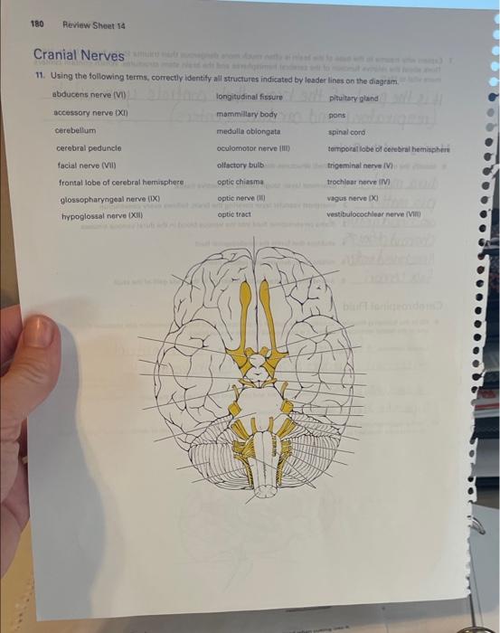 Solved Cranial Nerves 11. Using the following terms, | Chegg.com