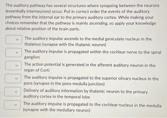 Solved The auditory pathway has several structures where | Chegg.com