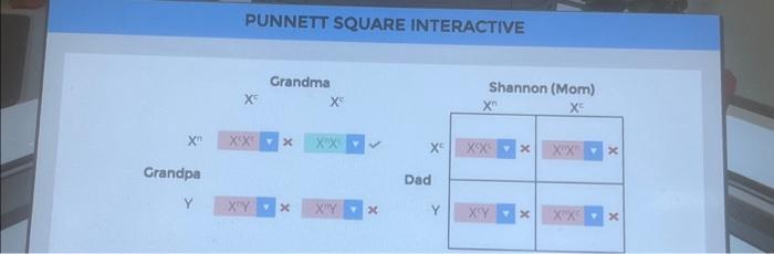 Xn Grandpa Y PUNNETT SQUARE INTERACTIVE хс Grandma хс | Chegg.com