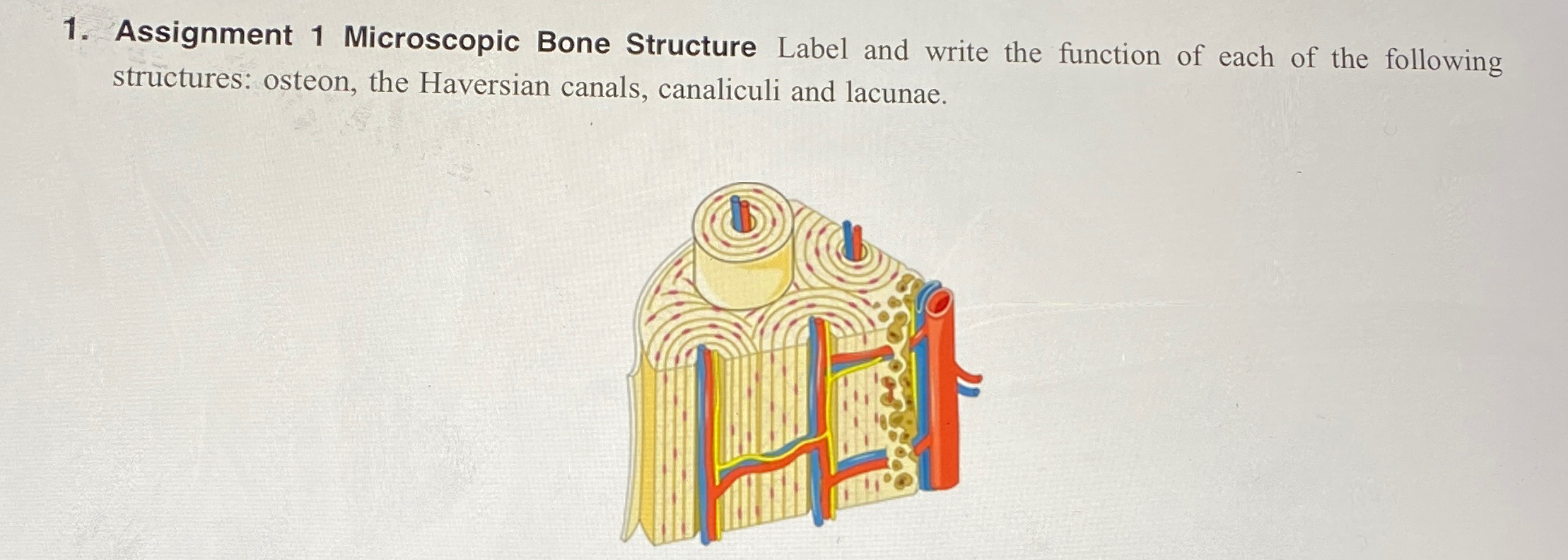 Solved Assignment 1 ﻿Microscopic Bone Structure Label and | Chegg.com