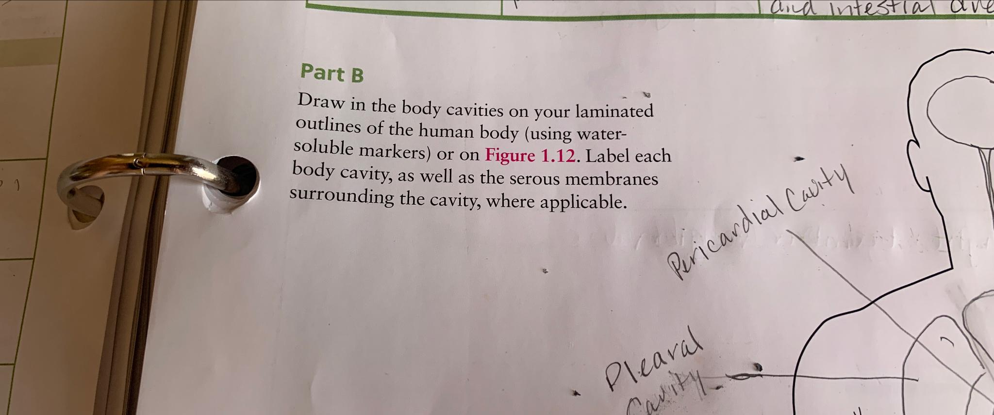 Solved Part BDraw in the body cavities on your laminated | Chegg.com
