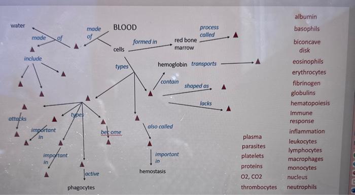 Solved This activity involves a concept map on blood. | Chegg.com