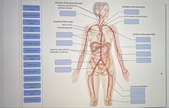 Solved Arteries of the head and neck Internal and external | Chegg.com