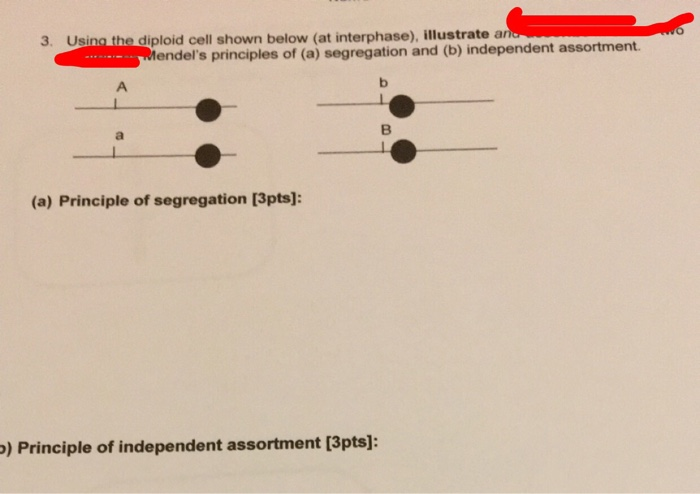Using the diploid cell shown below (at interphase), | Chegg.com