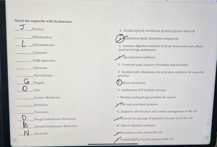 Solved Match the organelle with its function: J Nucleus A. | Chegg.com