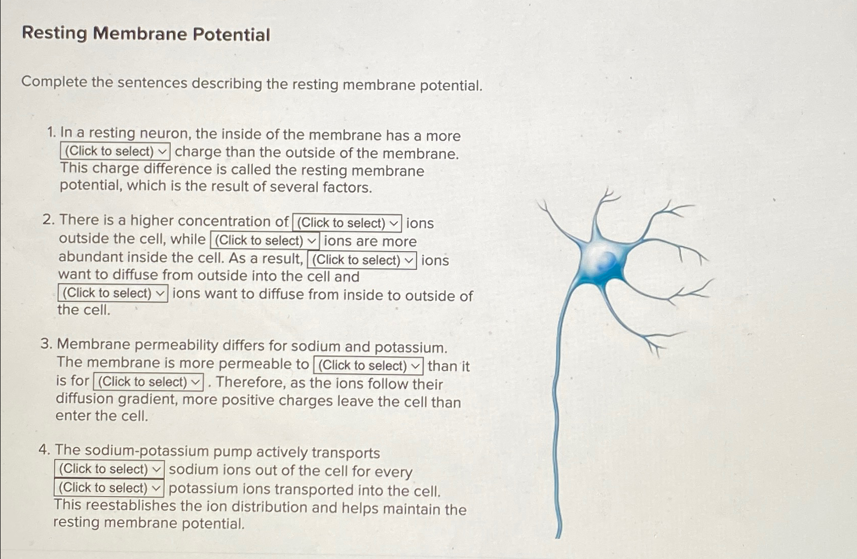 Solved Resting Membrane PotentialComplete the sentences | Chegg.com