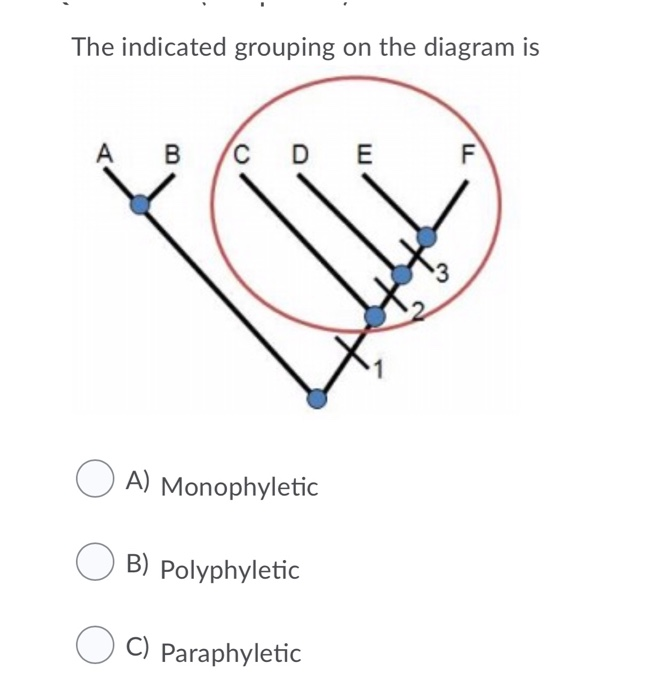Solved The indicated grouping on the diagram is B C D E חד | Chegg.com