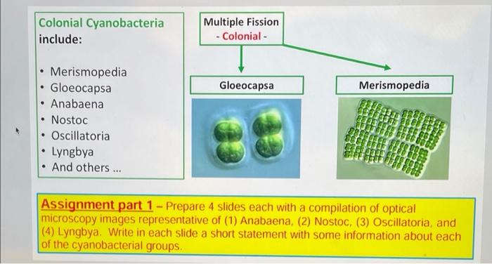 Solved Colonial Cyanobacteria include: Multiple Fission - | Chegg.com