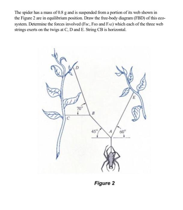 Solved The spider has a mass of 0.8 g and is suspended from | Chegg.com