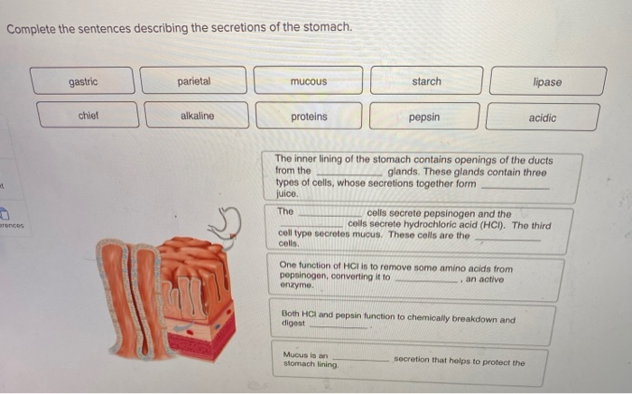 Solved Complete the sentences describing the secretions of | Chegg.com