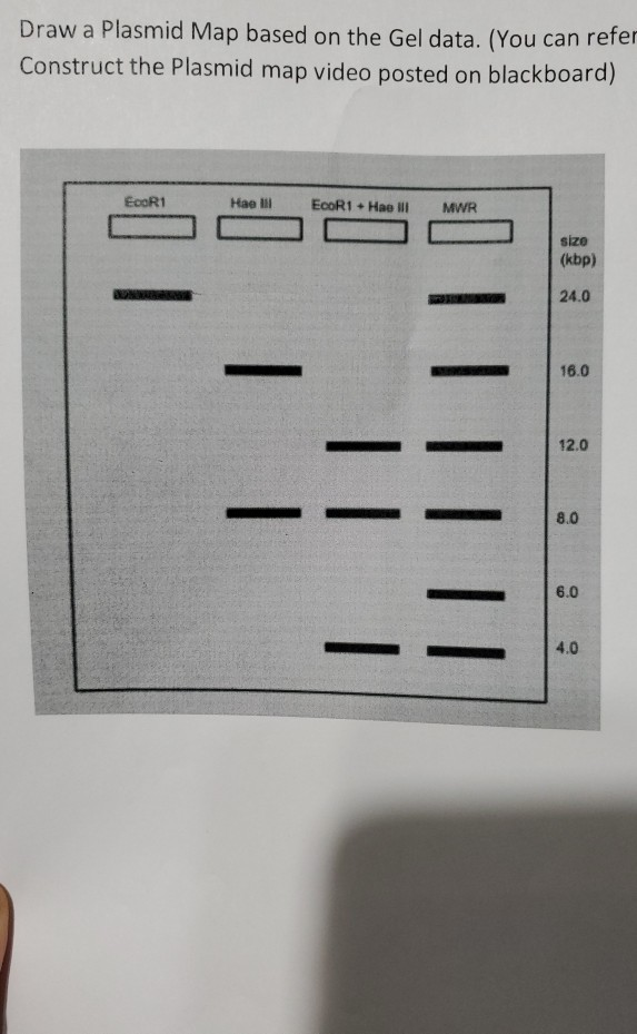 Solved Draw a Plasmid Map based on the Gel data. (You can | Chegg.com