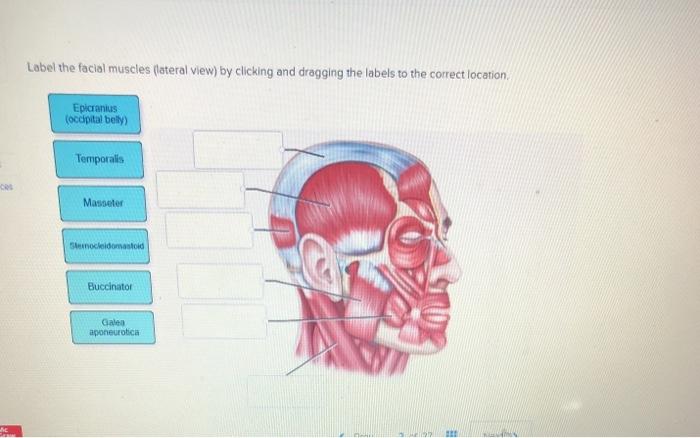 Solved Label the facial muscles (lateral view) by clicking | Chegg.com