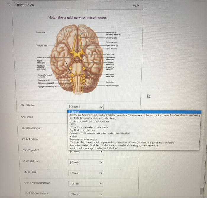 Solved U Question 26 6 pts Match the cranial nerve with its | Chegg.com
