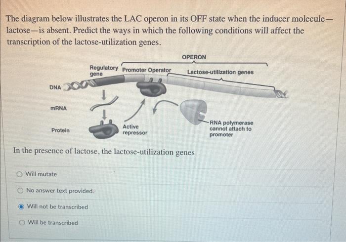 Solved The diagram below illustrates the LAC operon in its | Chegg.com
