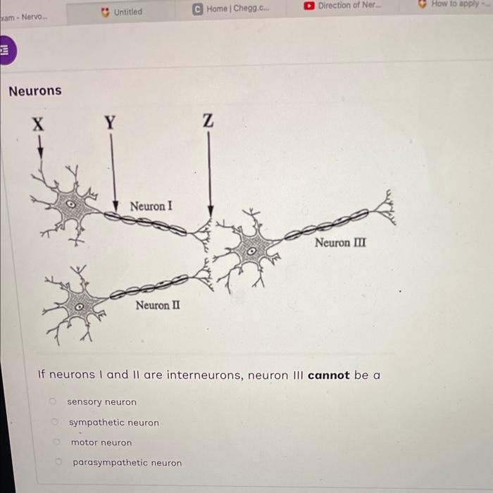 Solved Neurons If neurons I and II are interneurons, neuron | Chegg.com