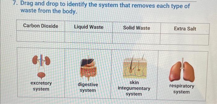 Solved 6. This image shows food broken down through the | Chegg.com