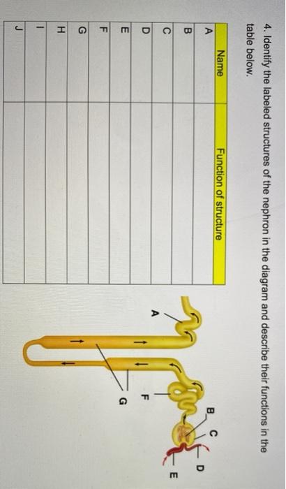Solved 4. Identify the labeled structures of the nephron in | Chegg.com
