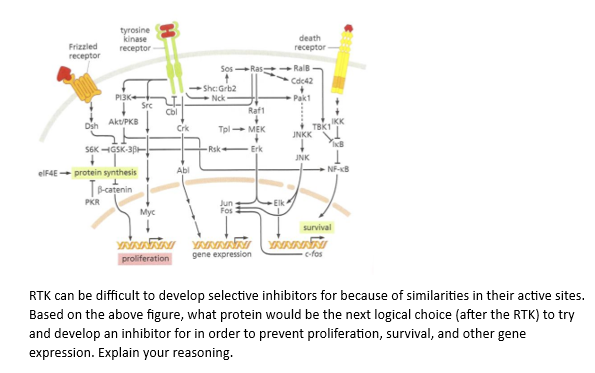 Solved RTK can be difficult to develop selective inhibitors | Chegg.com