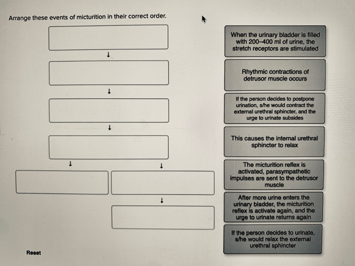 Solved Arrange these events of micturition in their correct | Chegg.com