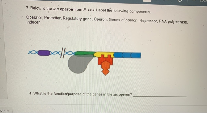 Solved 3. Below is the lac operon from E. coli. Label the | Chegg.com