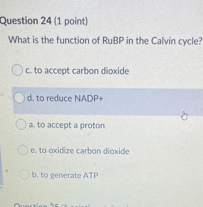 Solved Question 24 (1 point) What is the function of RuBP in | Chegg.com