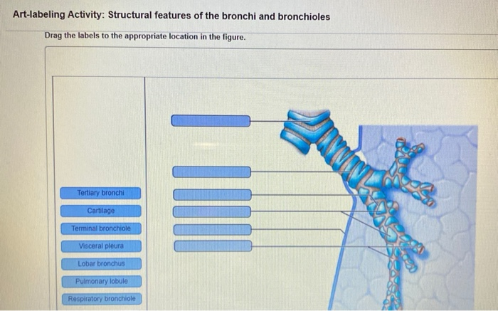 Solved Art-labeling Activity: Structural features of the | Chegg.com Solved Art-labeling Activity: Structural features of the | Chegg.com