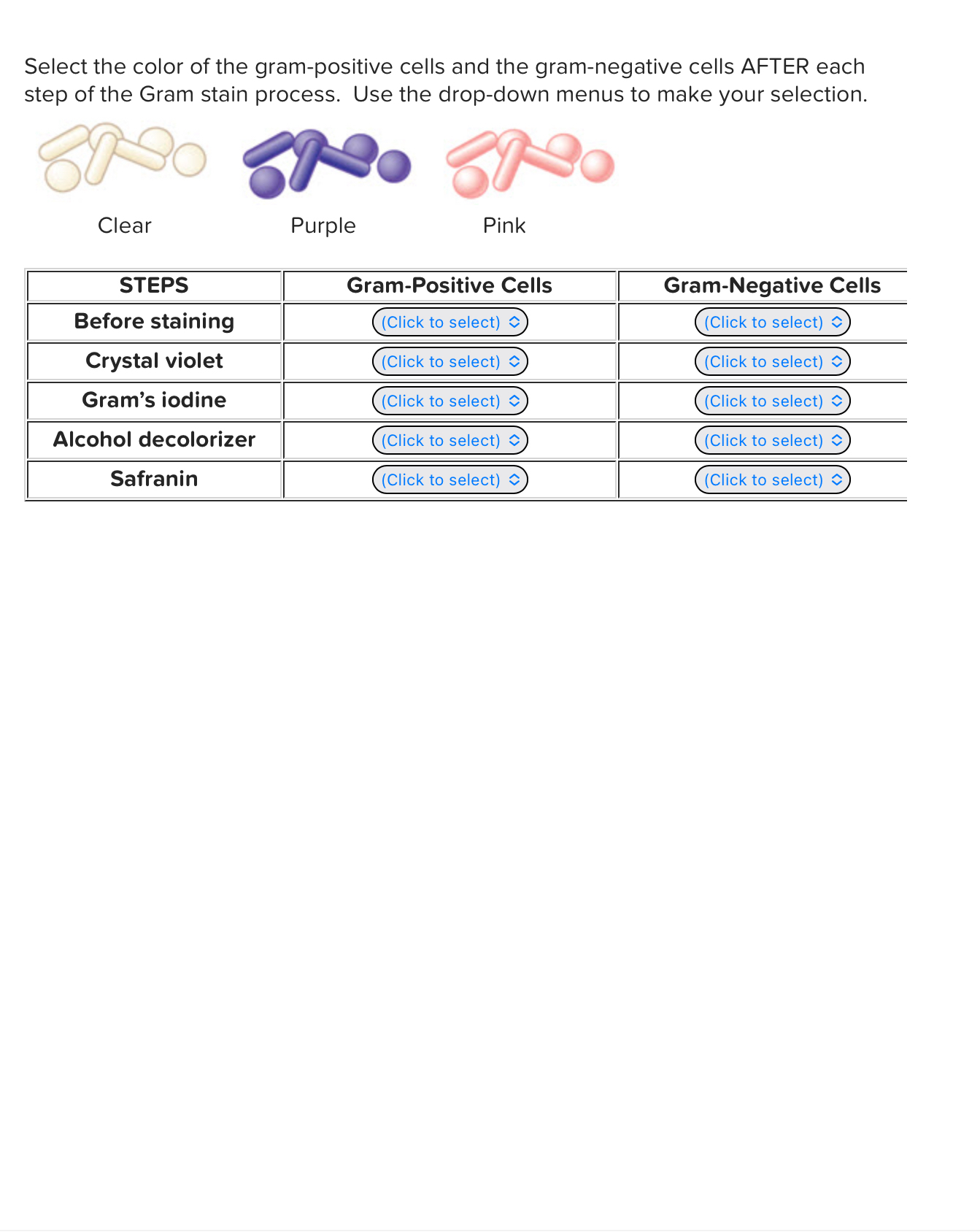 Solved Select the color of the gram-positive cells and the | Chegg.com