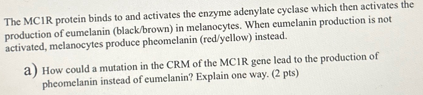 Solved The MC1R protein binds to and activates the enzyme | Chegg.com