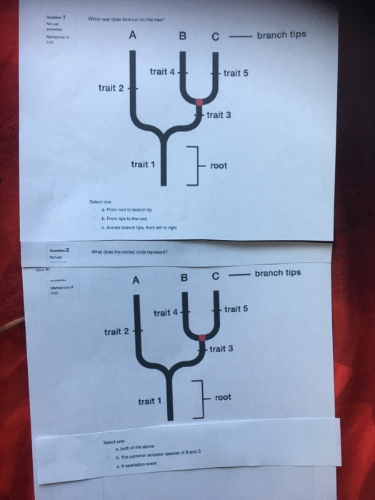 Solved A B C - branch tips trait 4 trait 5 trait 2 trait 3 | Chegg.com