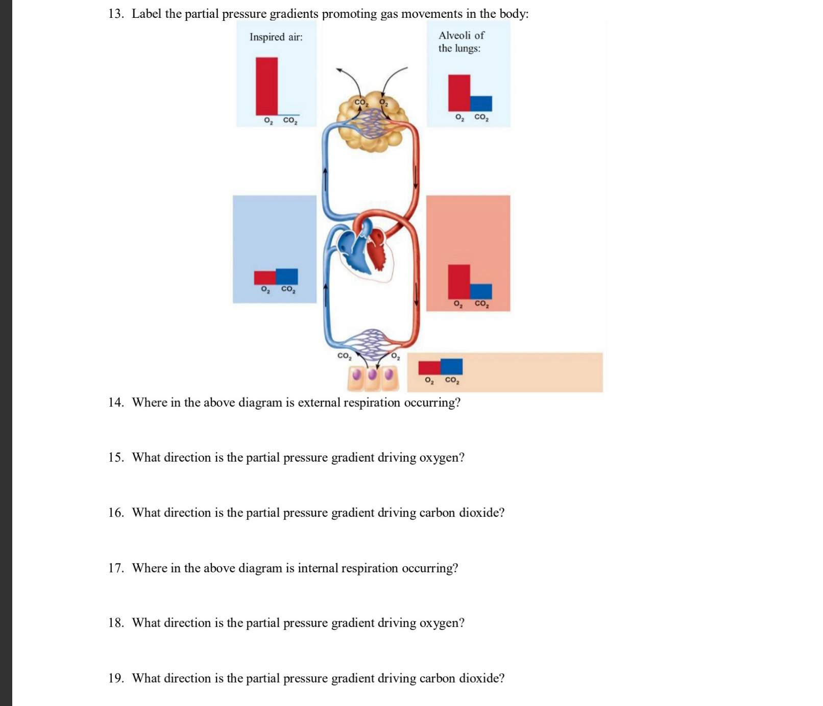 Solved Label the partial pressure gradients promoting gas | Chegg.com