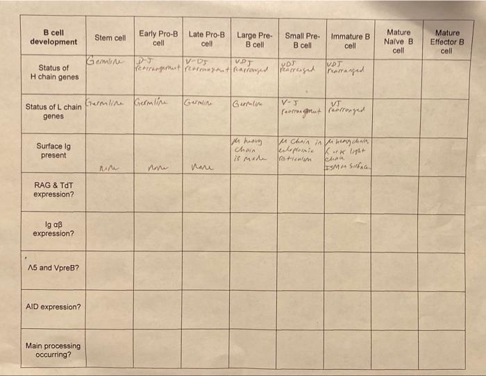 fill out B cell development chart | Chegg.com