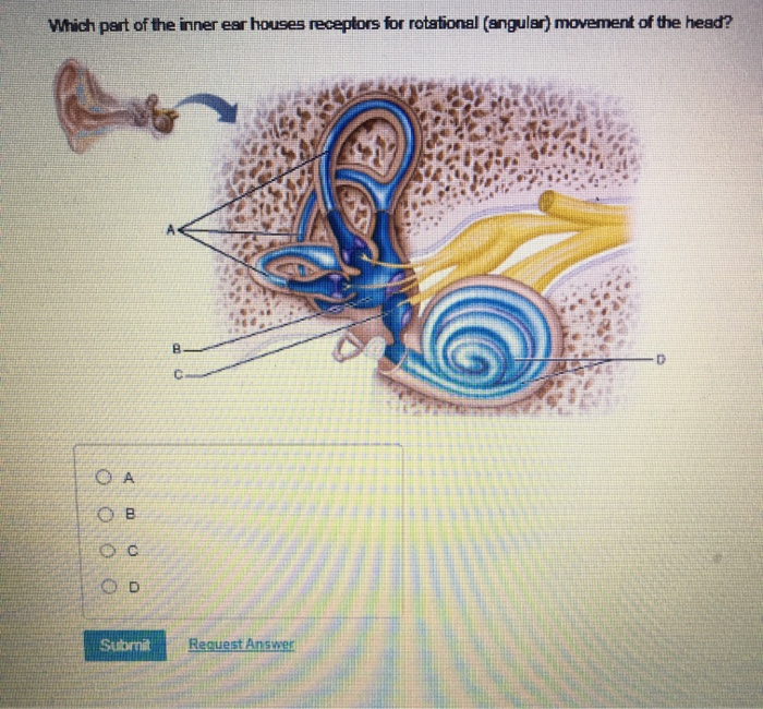 Solved Which part of the inner ear houses receptors for | Chegg.com