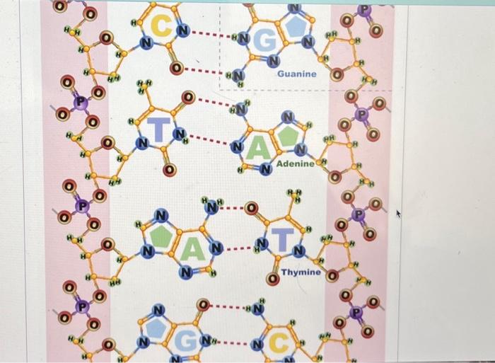 Solved what is the sequence shown? CTAG, GATC, or CGTAATGC | Chegg.com