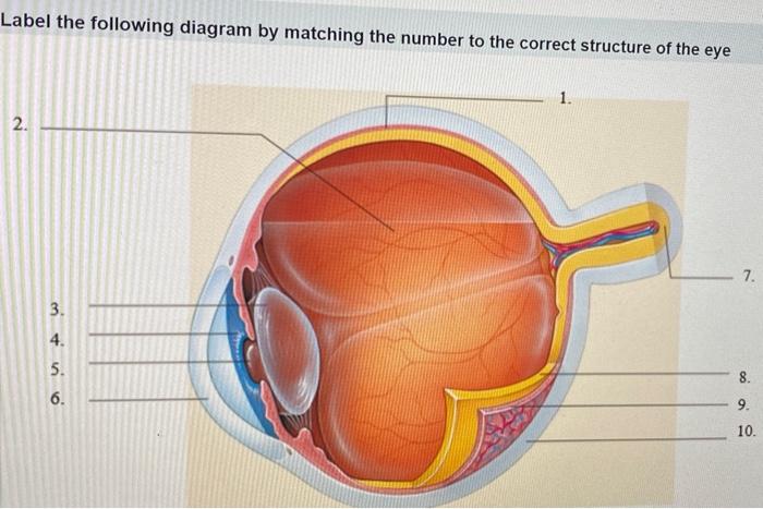 Solved Label the following diagram by matching the number to | Chegg.com