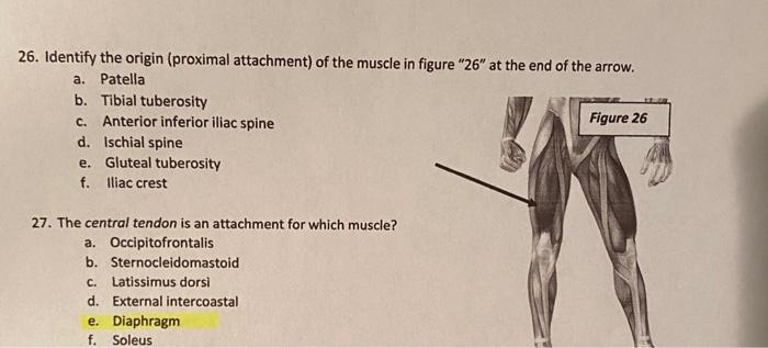 Solved 26. Identify the origin (proximal attachment) of the | Chegg.com