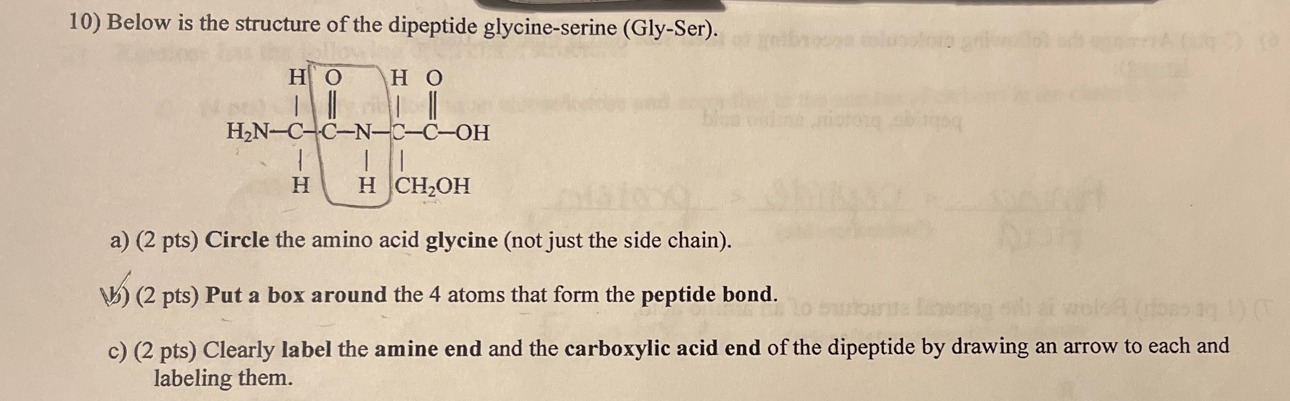 Solved Below is the structure of the dipeptide | Chegg.com