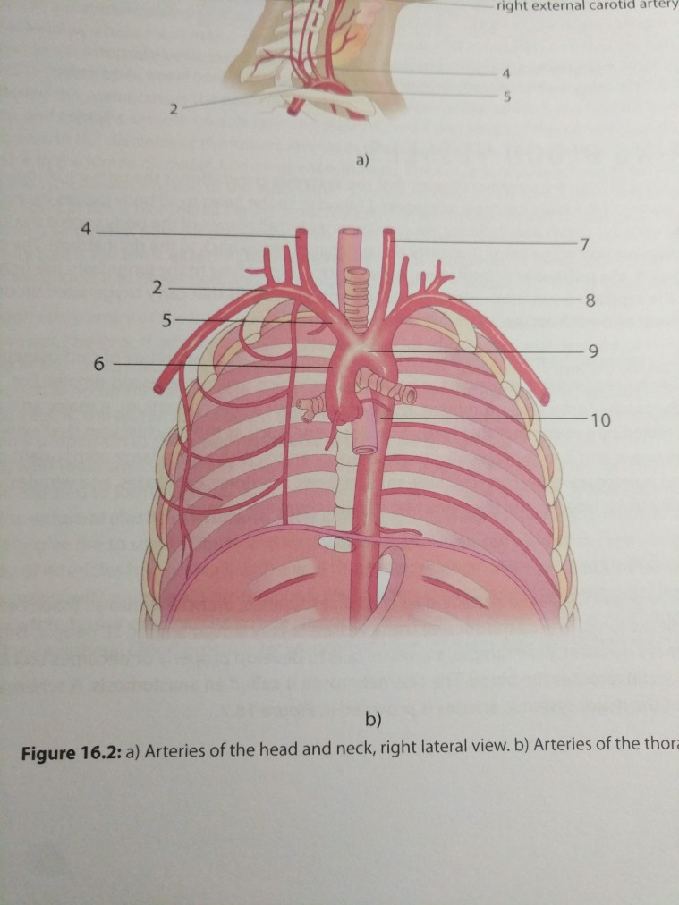 Solved right superficial temporal artery right occipital | Chegg.com