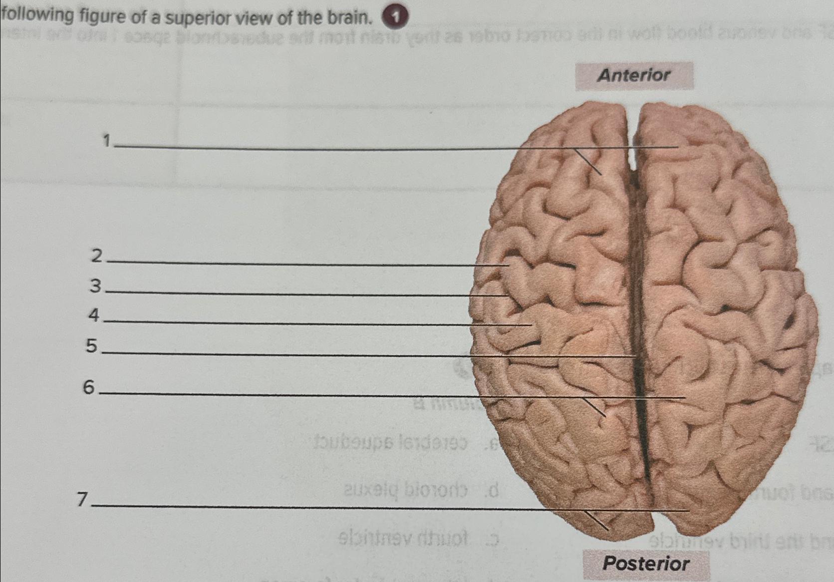 Solved following figure of a superior view of the brain. | Chegg.com