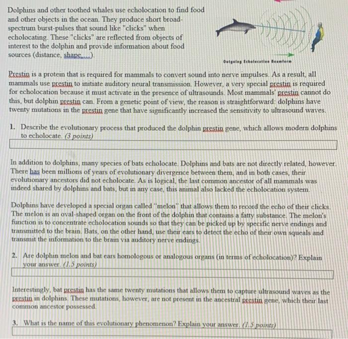 Solved Dolphins and other toothed whales use echolocation to | Chegg.com