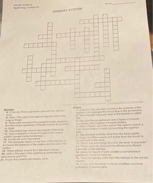 Solved Name Human Anatomy Nephrology Crossword URINARY | Chegg.com