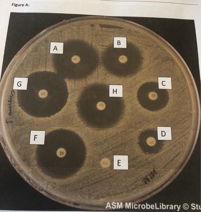 Figure A: B А. G С H D F F E ASM Microbe Library © | Chegg.com