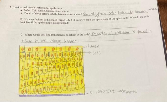 Solved 2. Look at and sketch transitional epithelium. A. | Chegg.com